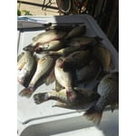 Johnson Beetle Bou Fishing Bait - Walmart.com