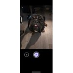 CANINE CHEWS 10" Beef Basted Dog Rawhide Bones | Savory Natural ...