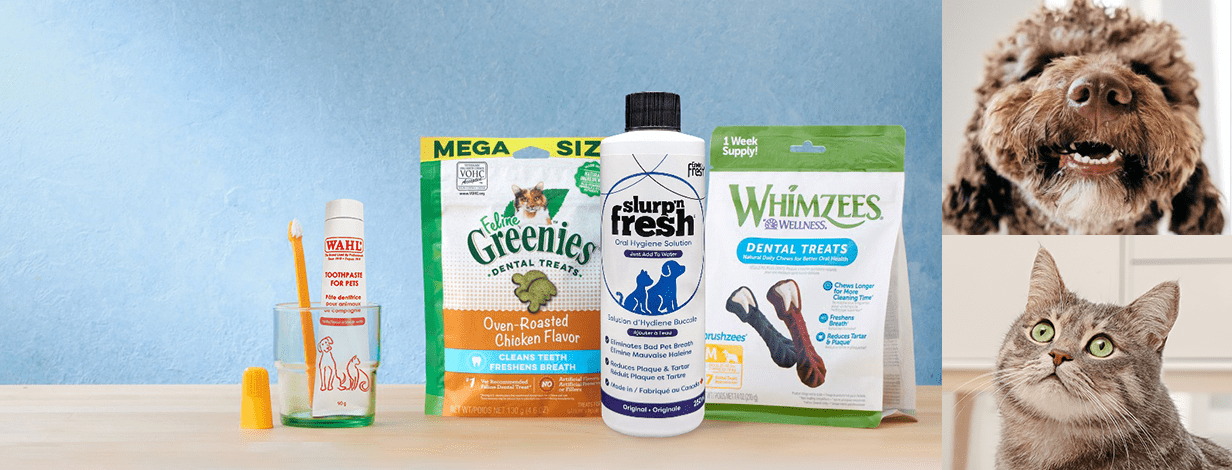 Articles et accessoires pour chats | Walmart Canada