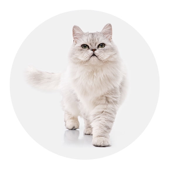 Purina Pro Plan Cat Food | Walmart.ca