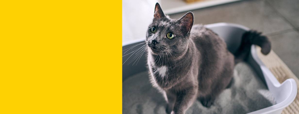 Tidy Alert | Walmart Canada