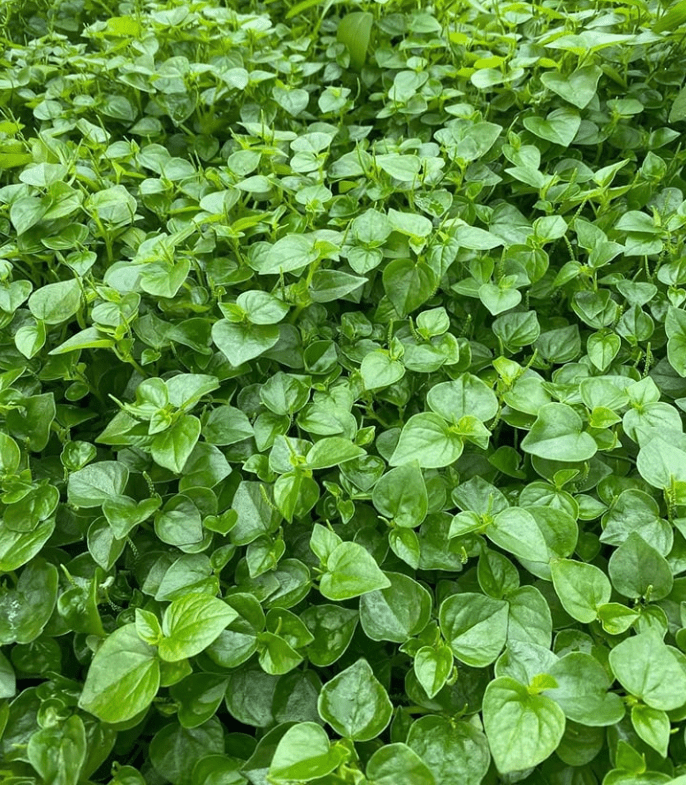 0.5 Gr (4000 Seeds) Peperomia Pellucida Seeds for Planting, Crab Claw ...