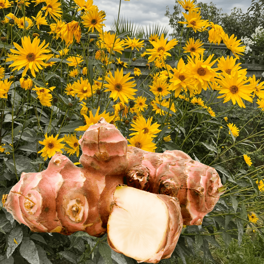 0,5 Lb Jerusalem Artichokes Root for Growing, Tubers Jerusalem ...