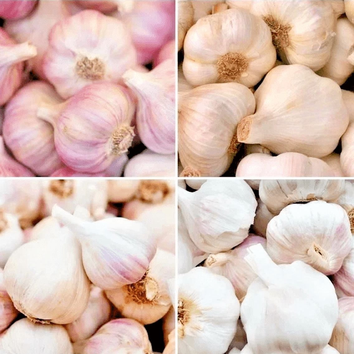 0.5 Pound Garlic Cloves Various Tubers (Allium sativum) - Mixcolor ...
