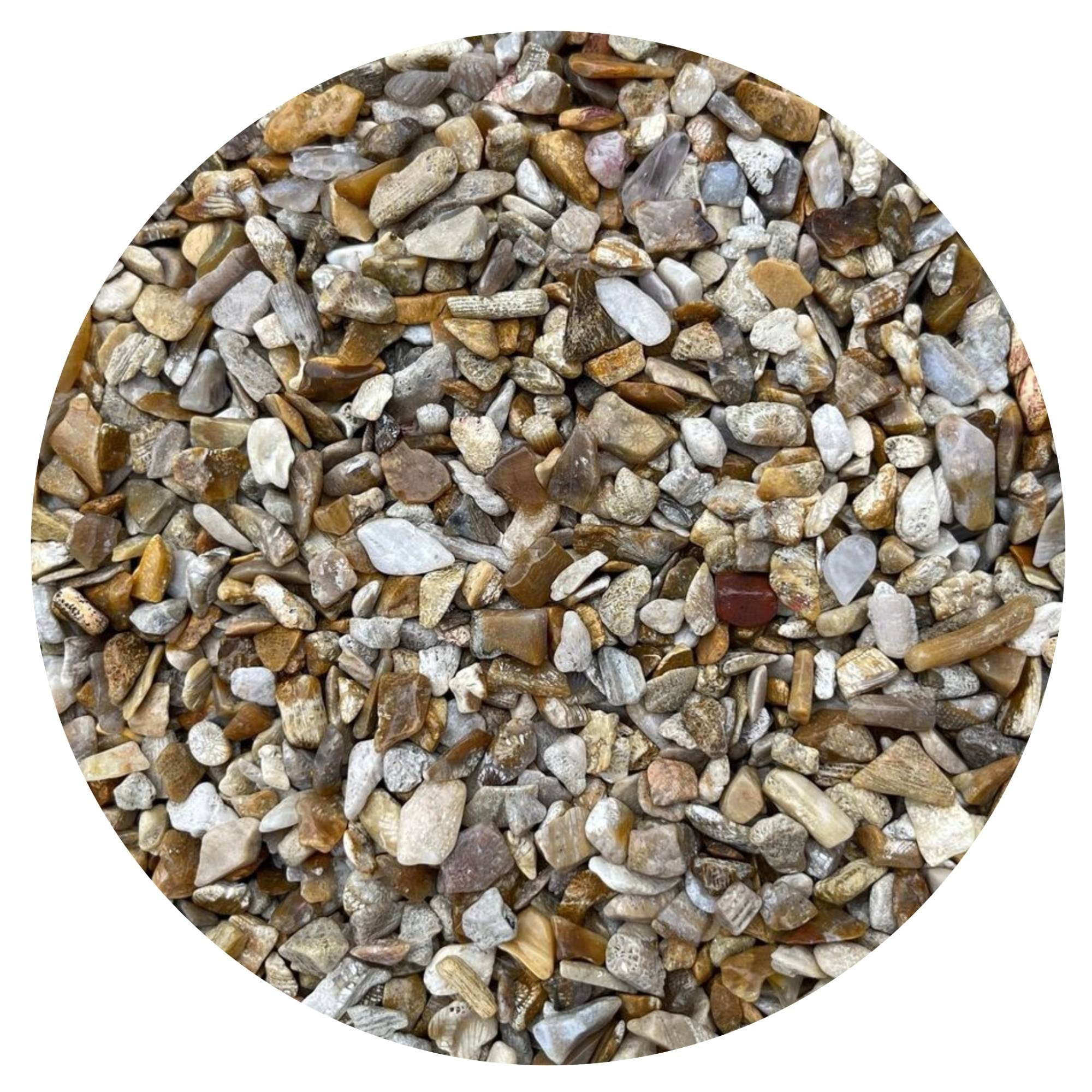 0.5 Pound Natural Semi Tumbled Fossil Coral Gemstone Chips, Fossil ...