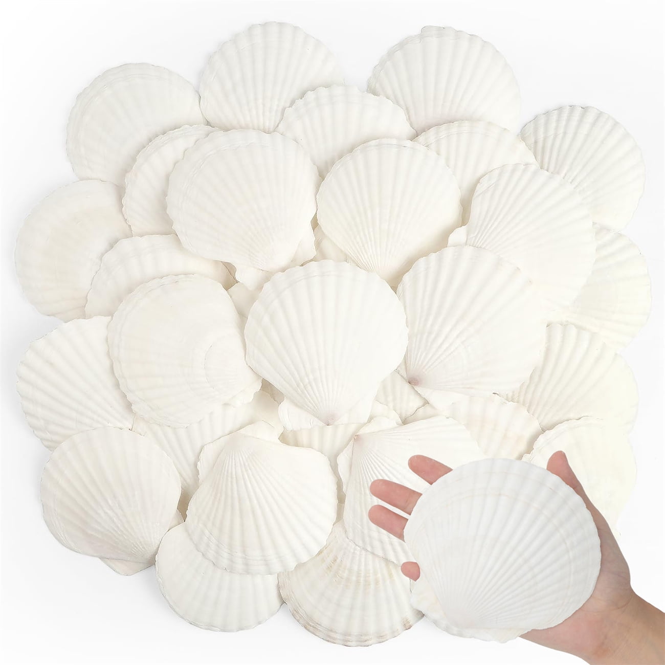 0.55lbs Scallop Shells Natural Seashell,Happon 1.97" to 2.76" White ...