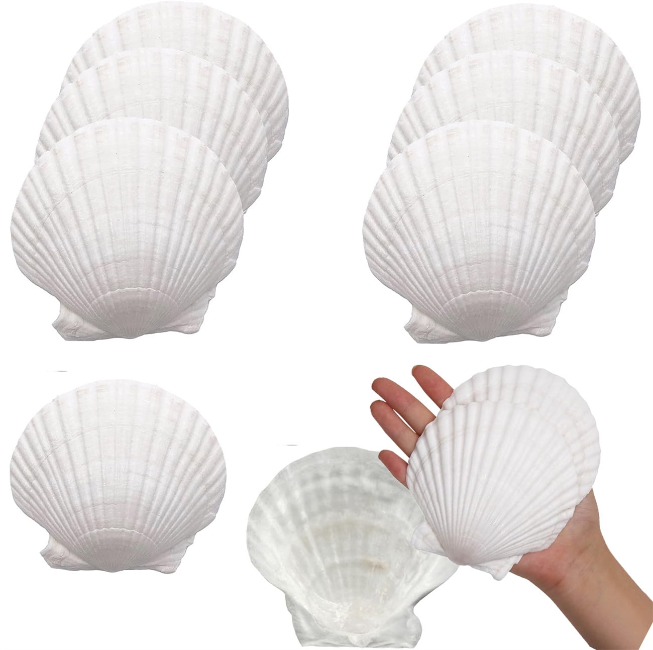 0.55lbs White Sea Shell for Crafting,Happon Natural Scallop Shells ...