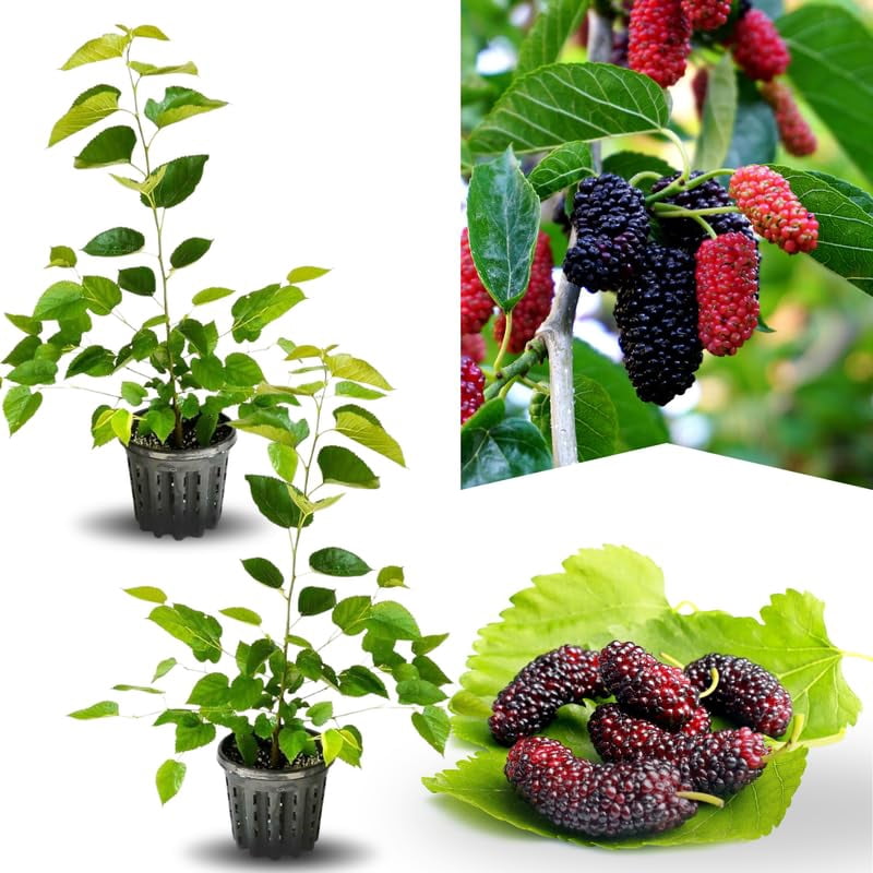 02 Mulberry Trees Live Plants, Spring Planting 4-8 Inch Tall, High ...