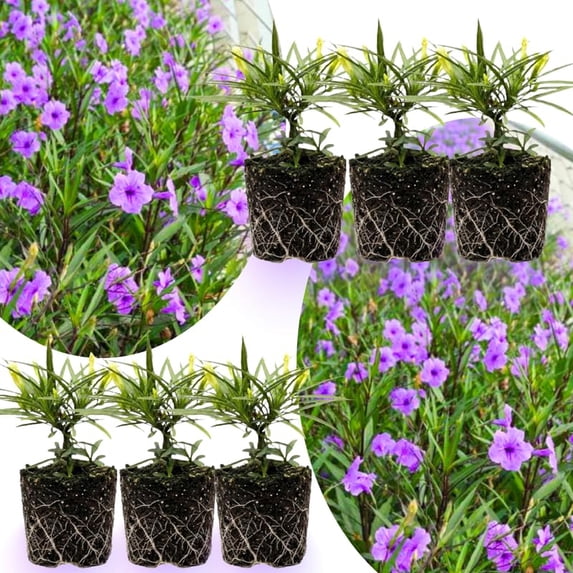 06 Mexican Petunias Live Plants for Spring Planting, 4-6" Well Rooted ...