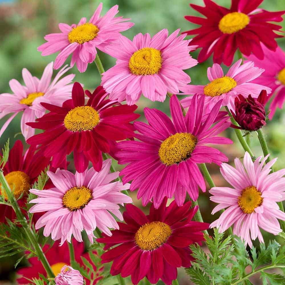 CZ Grain 1,000 Painted Daisy Seeds - Chrysanthemum - Easy to Grow ...