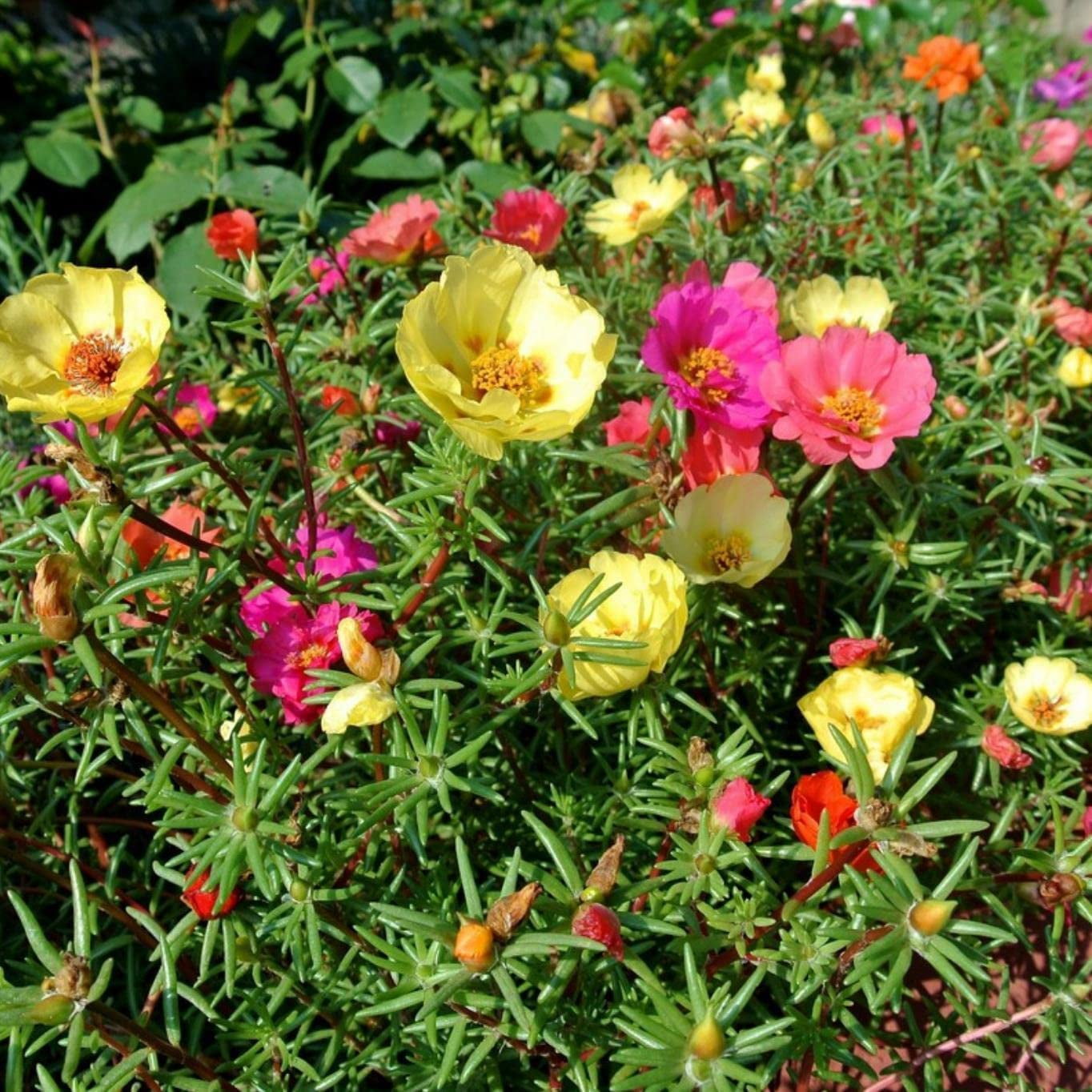 CZ Grain 1000 Purslane Green Portulaca Oleracea Plant Seeds - Walmart.com