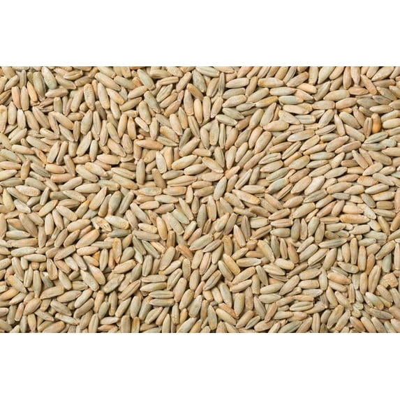 1,000 Seeds - No-Till Winter Rye Cover Crop Seeds - Non-GMO Rye - Deer ...