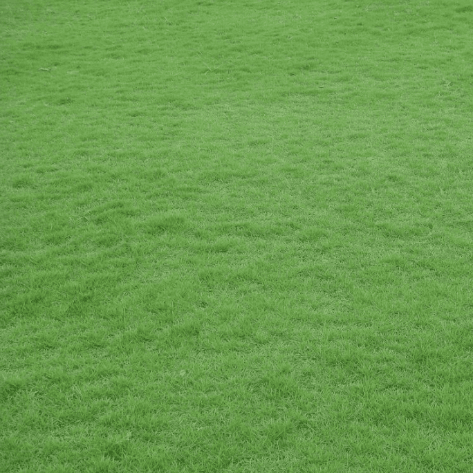 1.000 Zoysia Emerald Grass Seeds for Lawn, Zoysia Grass Lawngrass Seeds ...
