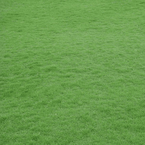 1.000 Zoysia Emerald Grass Seeds for Lawn, Zoysia Grass Lawngrass Seeds Emerald Zoysia ...