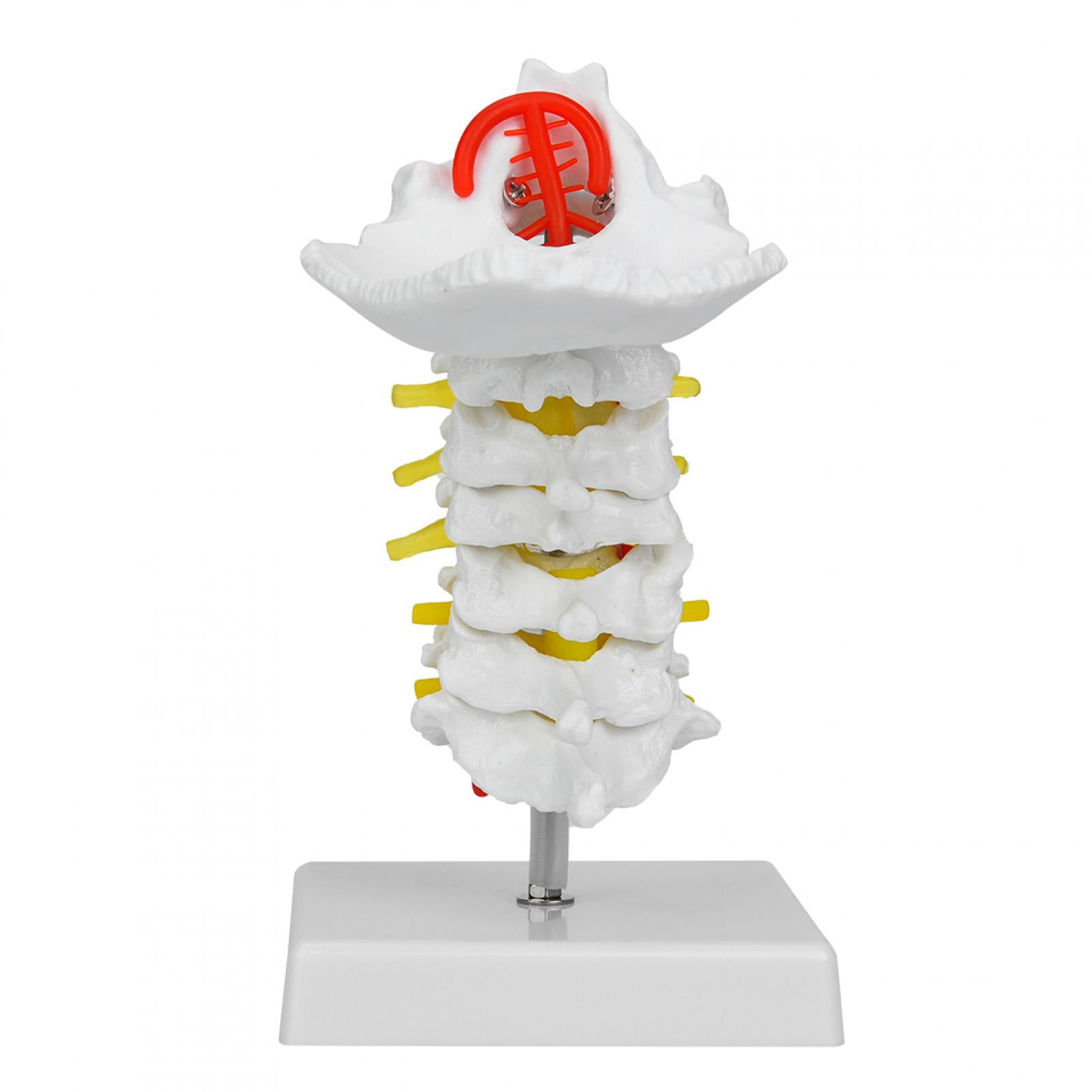 1:1 Human Cervical Vertebra Arteria Spine Spinal Nerves Anatomical ...