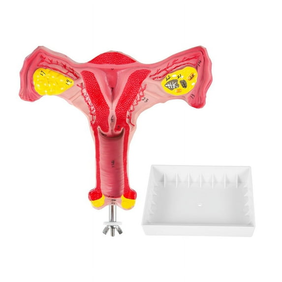 1:1 Human Female Uterus Ovary Fallopian Tubes Model Anatomical Anatomy ...