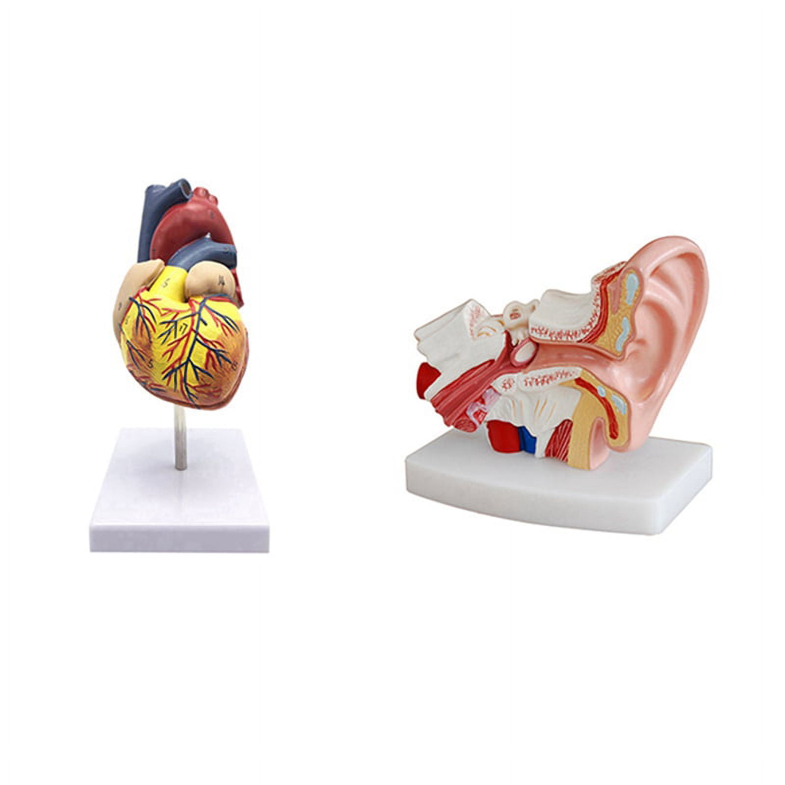 1: 1 Human Heart Model, Anatomically Accurate Heart Model & 1.5 Times ...