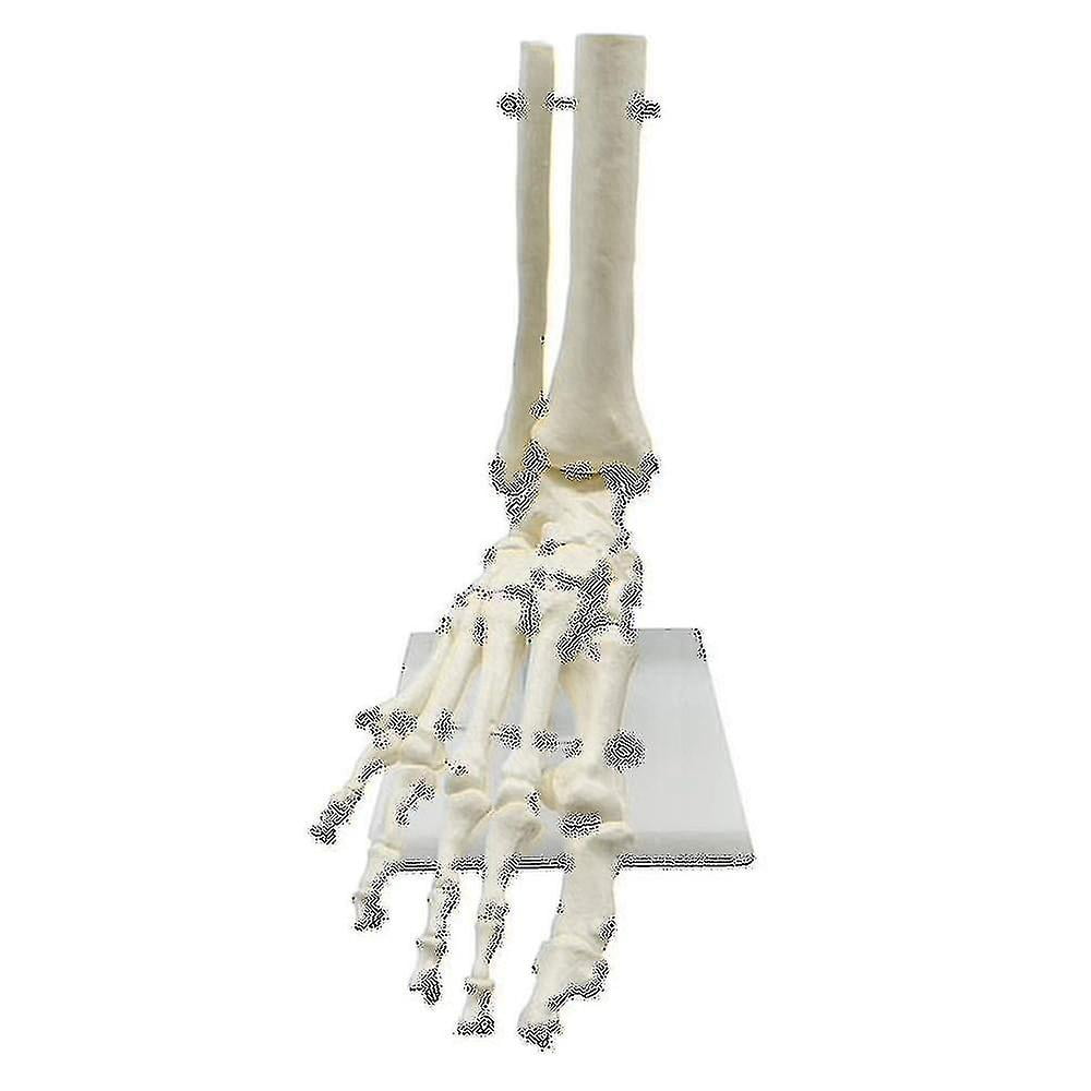 1:1 Human Skeleton Foot Anatomy Model Foot And Ankle With Anatomical ...