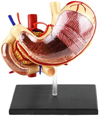 1:1 Life Size Human Stomach Model - Human Organ Anatomical Model ...
