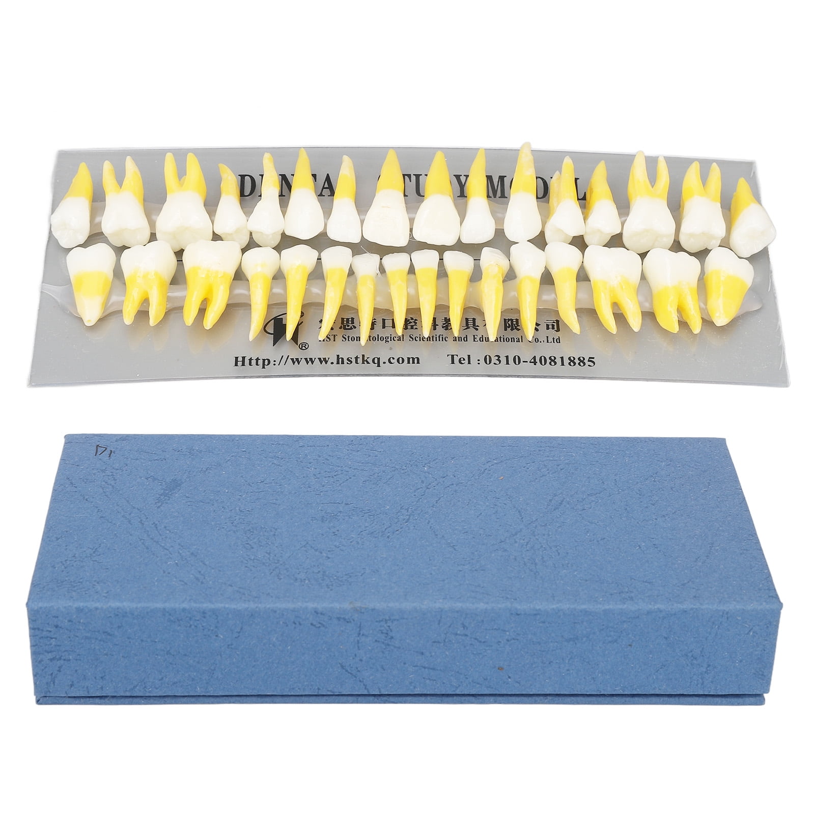 1:1 Scale Permanent Tooth Model 32pcs Dual Colors Permanent Resin Tooth ...