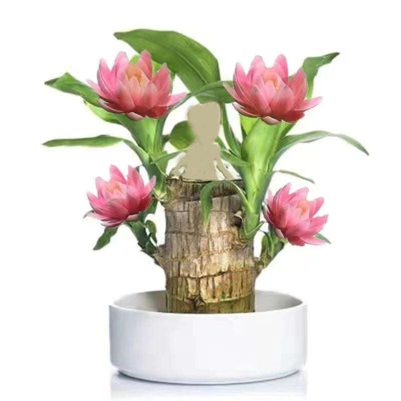 1/2/3 Brazilian lucky trees, bring you luck and increase wealth ...