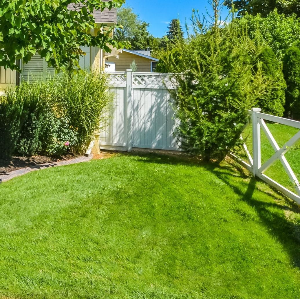 1/2 Zoysia Grass Seed for Planting, Non-GMO Heirloom for Home Garden ...