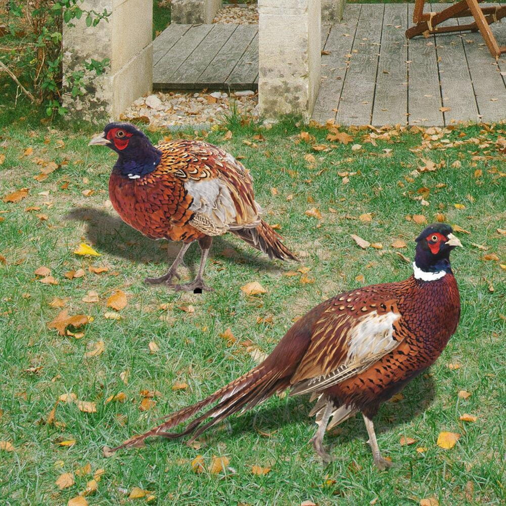 1/2Pc Pheasant Garden Decorations Pheasants Stake Lawn Courtyard Statue ...