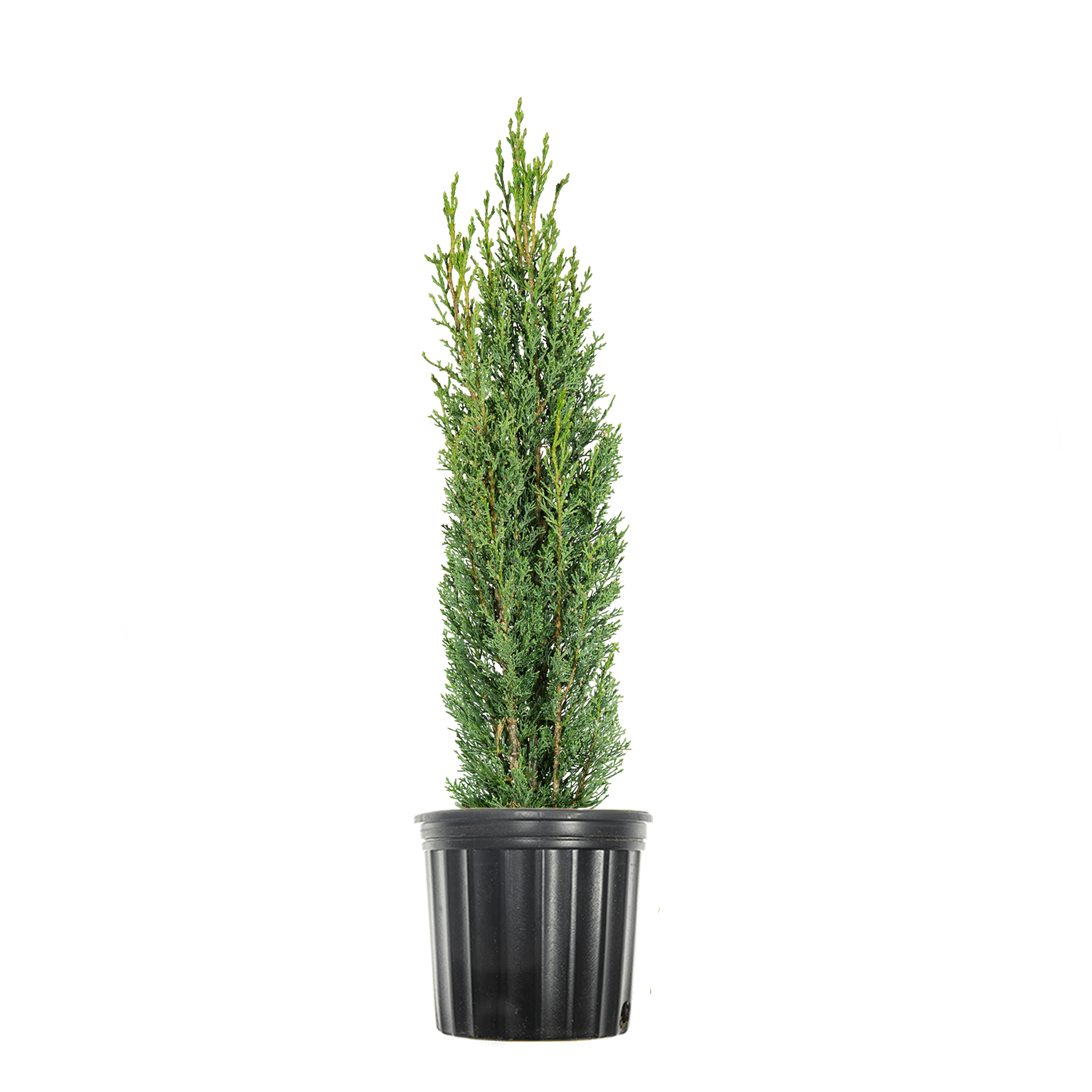 PERFECT PLANTS, 1-2ft Italian Cypress, Tall Evergreen, Narrow Columnar ...