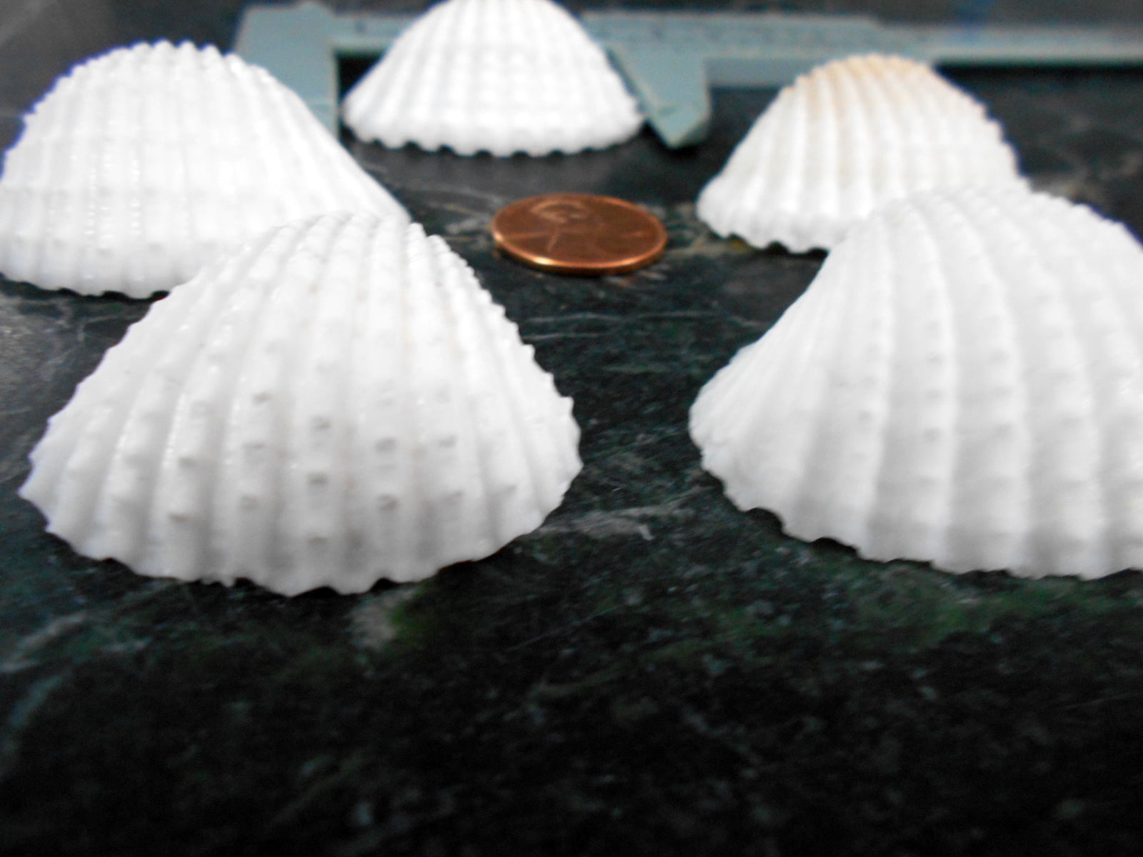 1/2lb (about 15) Large White Ark Shells Seashells (1 3/4" - 2 1/4 ...