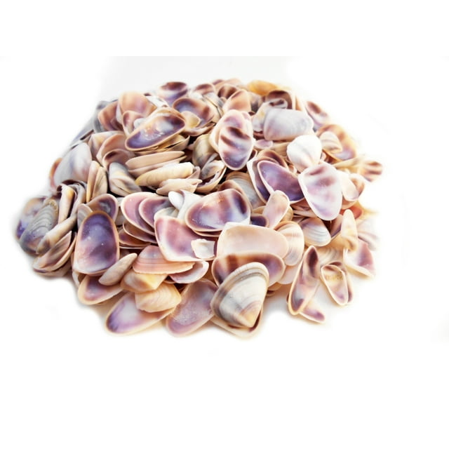 1/4 Lb (400) Natural Multi-colored Tiny Coquina Shells for Crafts ...