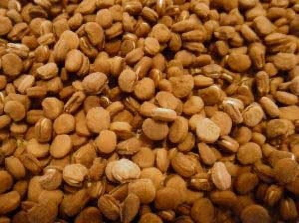 American Ginseng Seed, 1/4 lb, Stratified for High Germination, Ideal ...