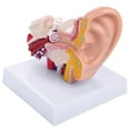 1.5 Times Human Ear Anatomy Model Showing Organs Structure Of the ...