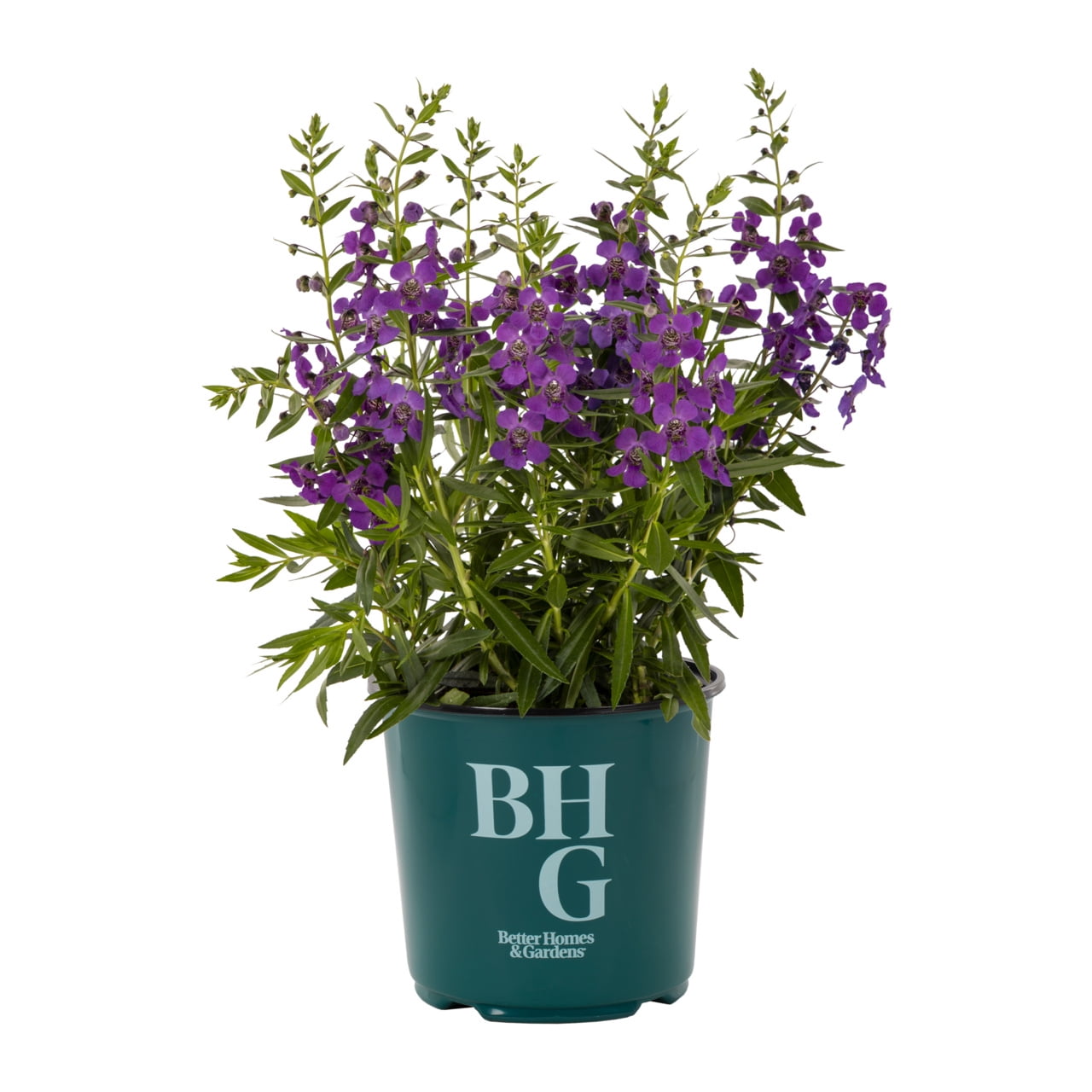 Better Homes & Gardens 1.5Gal Purple Angelonia Annual Plant Sun ...