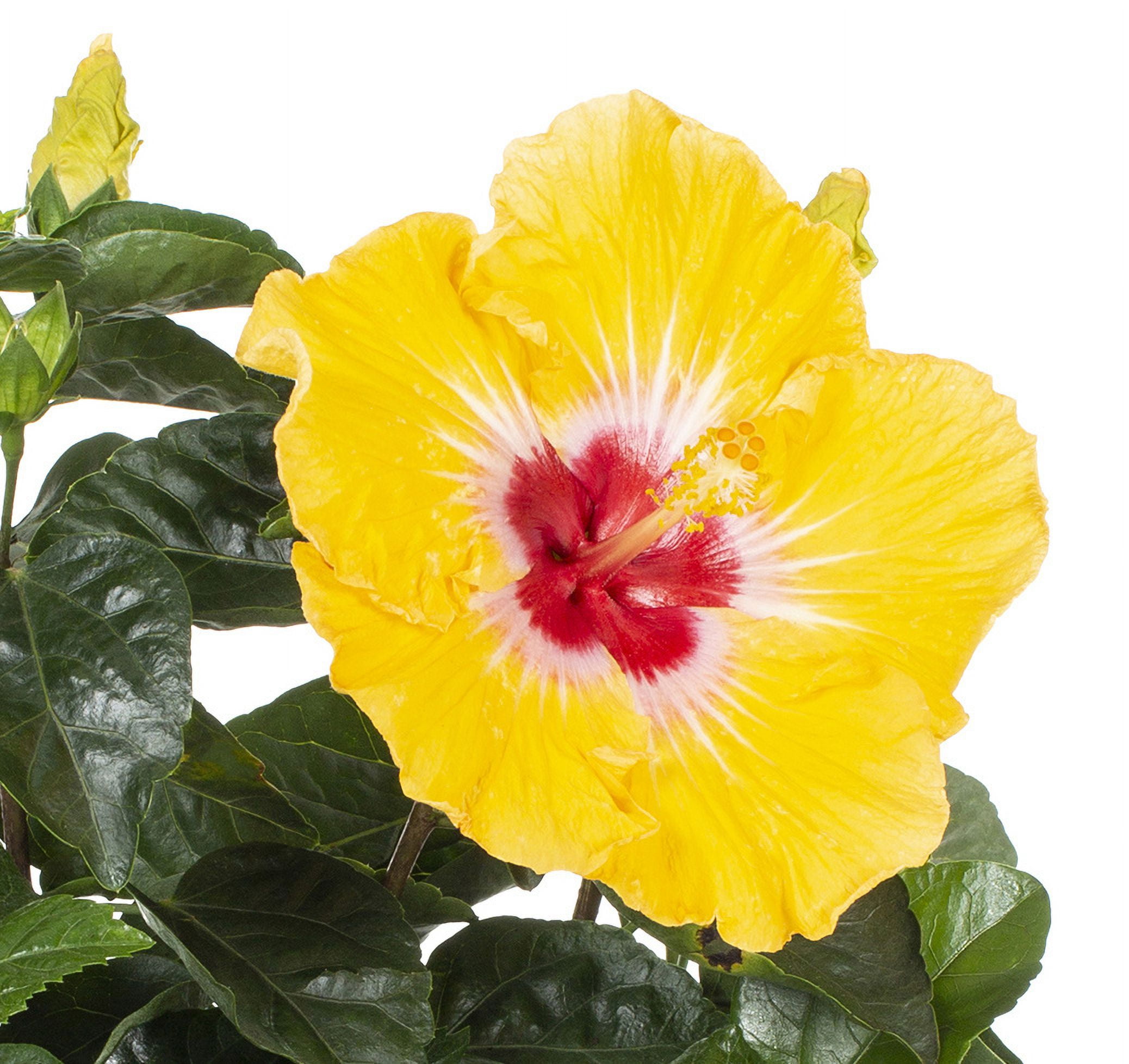 Better Homes & Gardens 1.5Gal Hibiscus Lemon Swirl Tropical Plant Sun ...