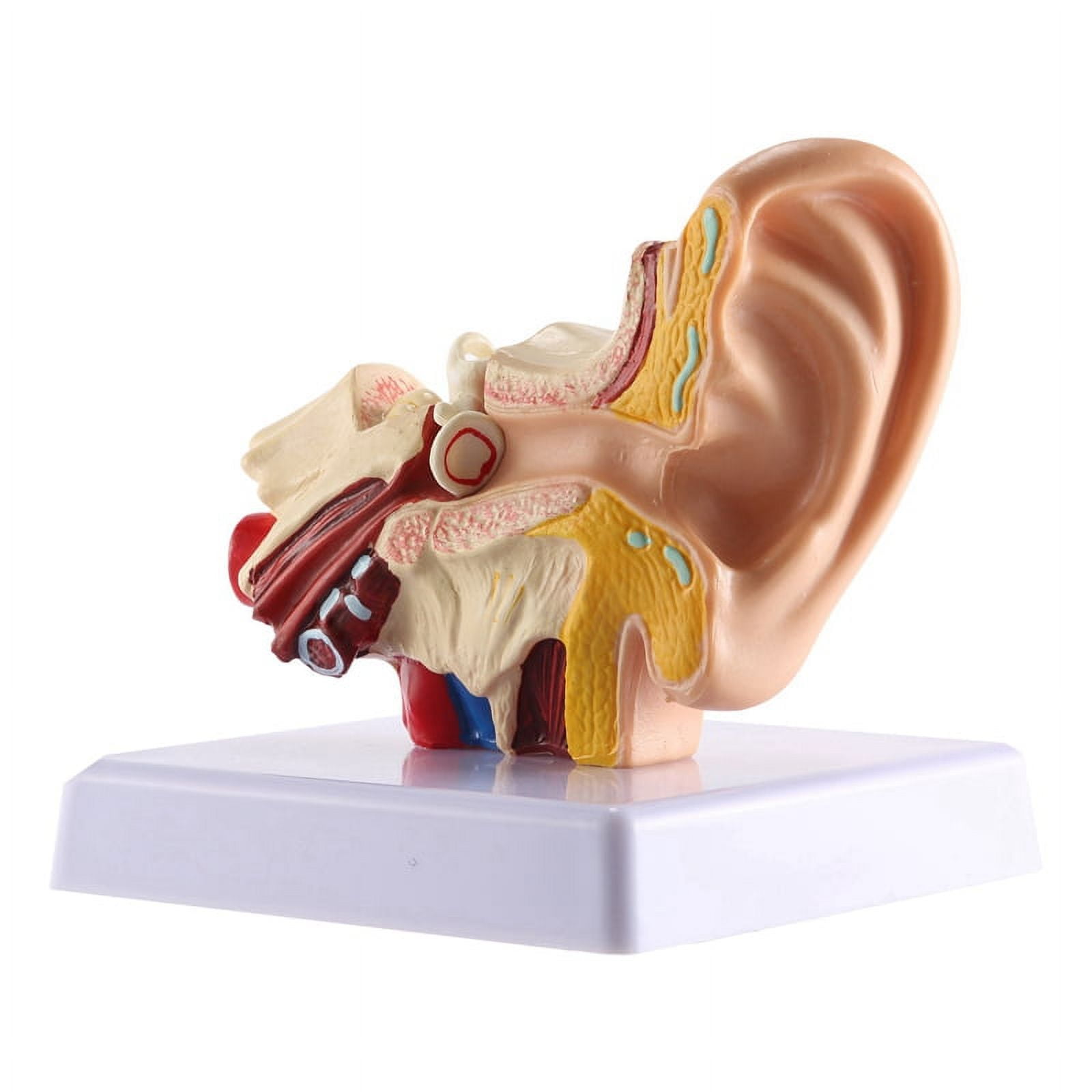 1.5X Human Ear Anatomy Model - Professional Desktop Inner Ear Structure ...