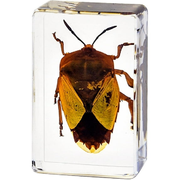 1.7 Inch Insect in Clear Resin Block for Display, Unique Science ...