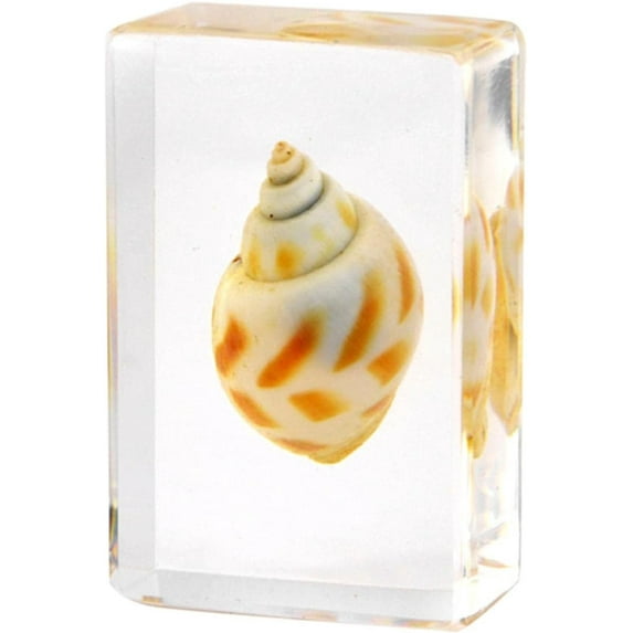 1.7 Inch Insect in Clear Resin Block for Display, Unique Science ...