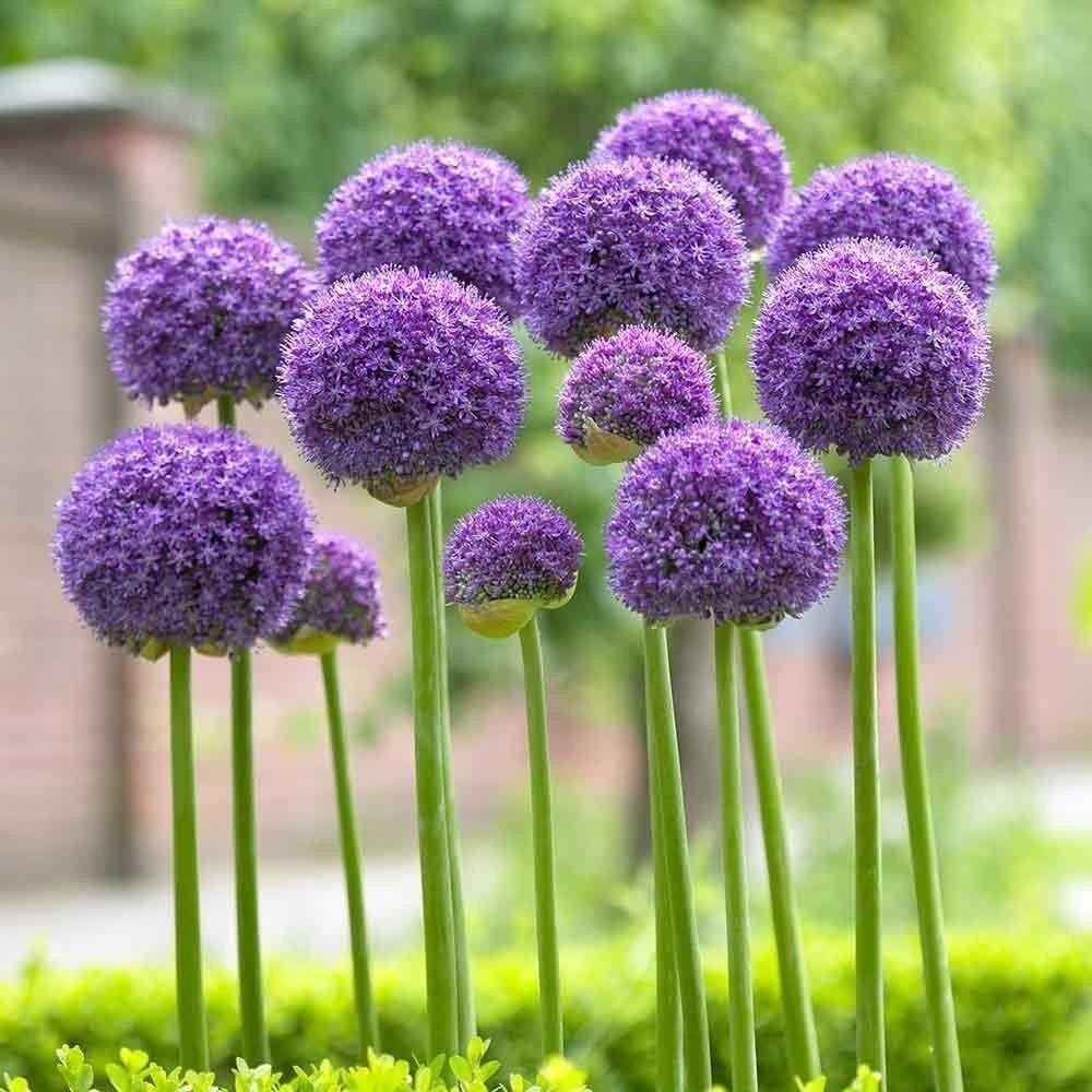 1 Allium Bulbs (Giant) - Gladiator - Perennials Bulbs, Now Shipping ...