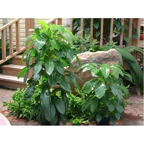 1 Alpine Schefflera 'Junior' Umbrella Tree Cleans your Indoor Air! A ...