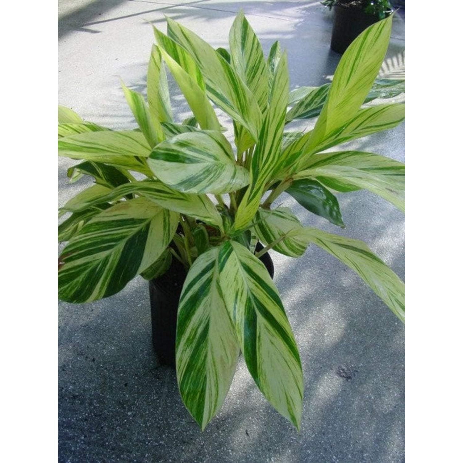 1 Alpinia zerumbet 'variegata' - Variegated Shell Ginger Live Plant ...
