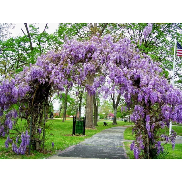 Amethyst Falls Wisteria Vine - Outdoor Potted Fresh Starter Plant (5L ...