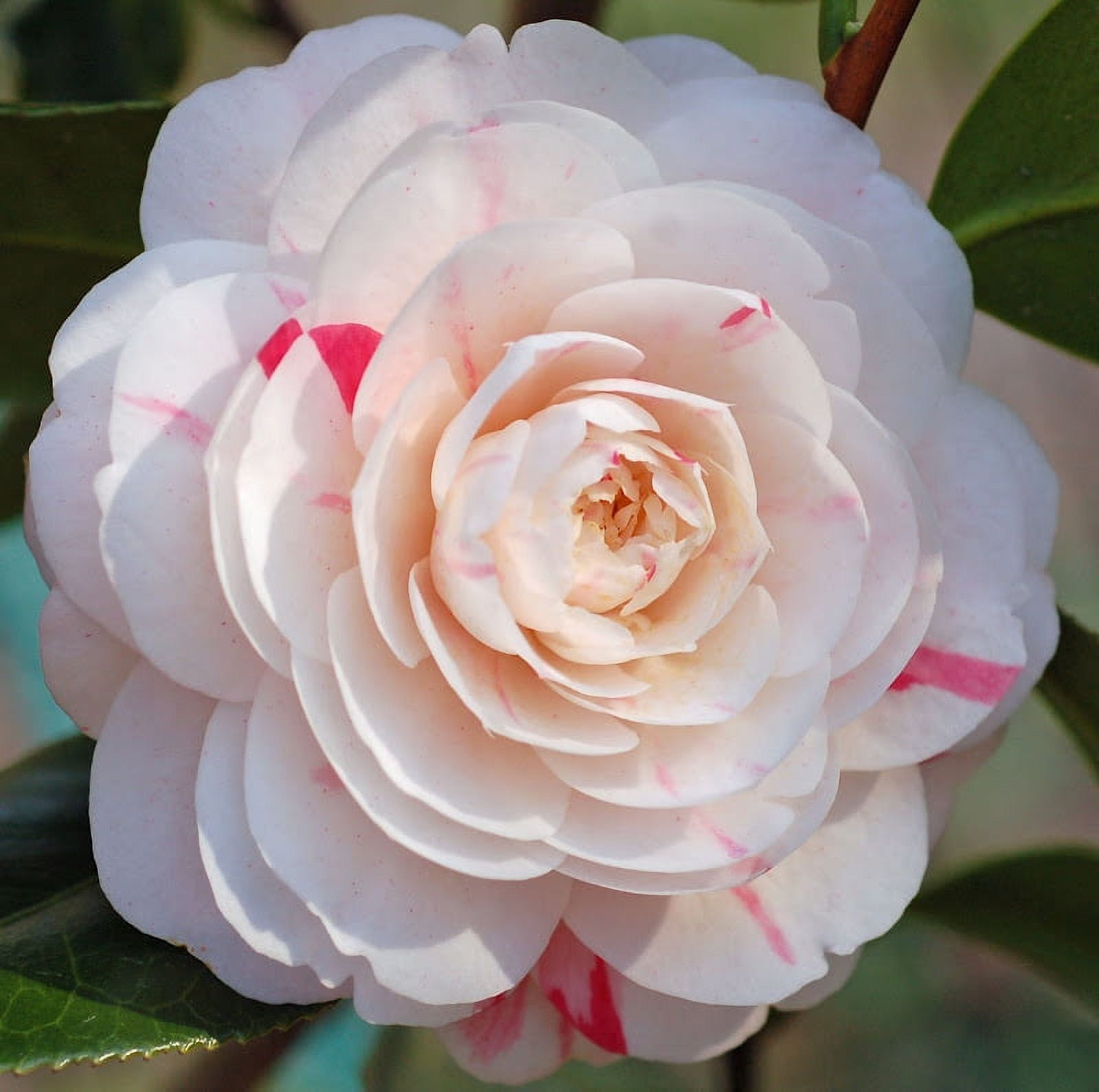 ( 1 ) - April Dawn Camellia Japonica ( Zone 6 ) - Starter Plant ( 4L ...