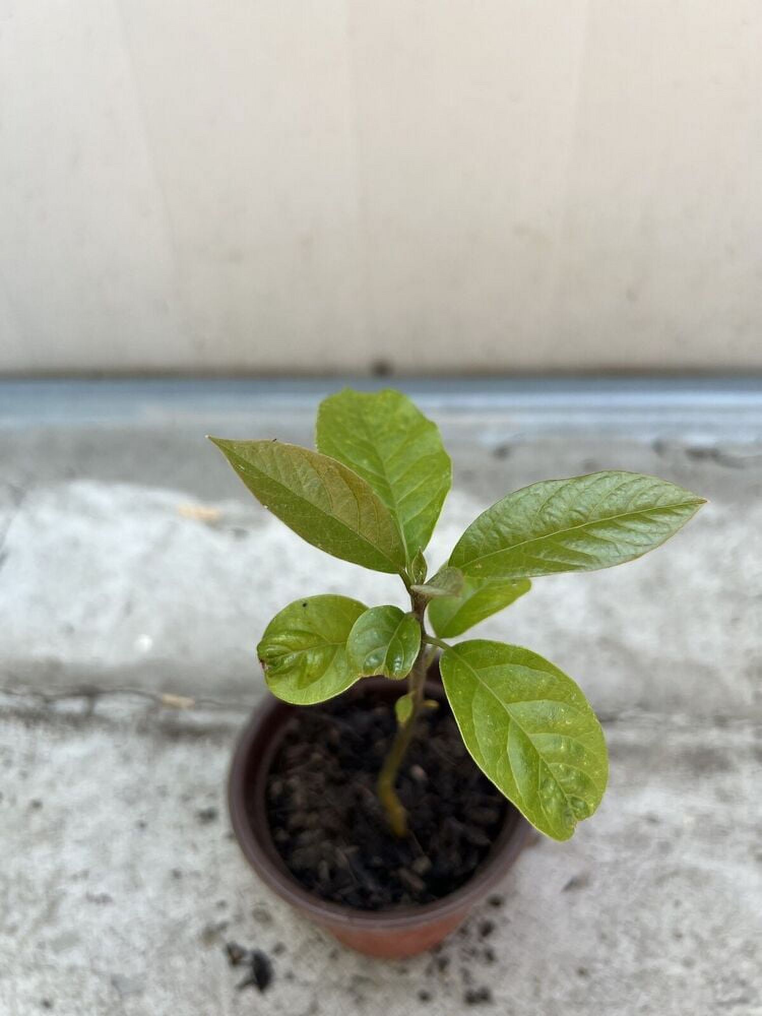 1 Avocado Tree With Pot 10” Seedling Live Plant Ready To Plant ...