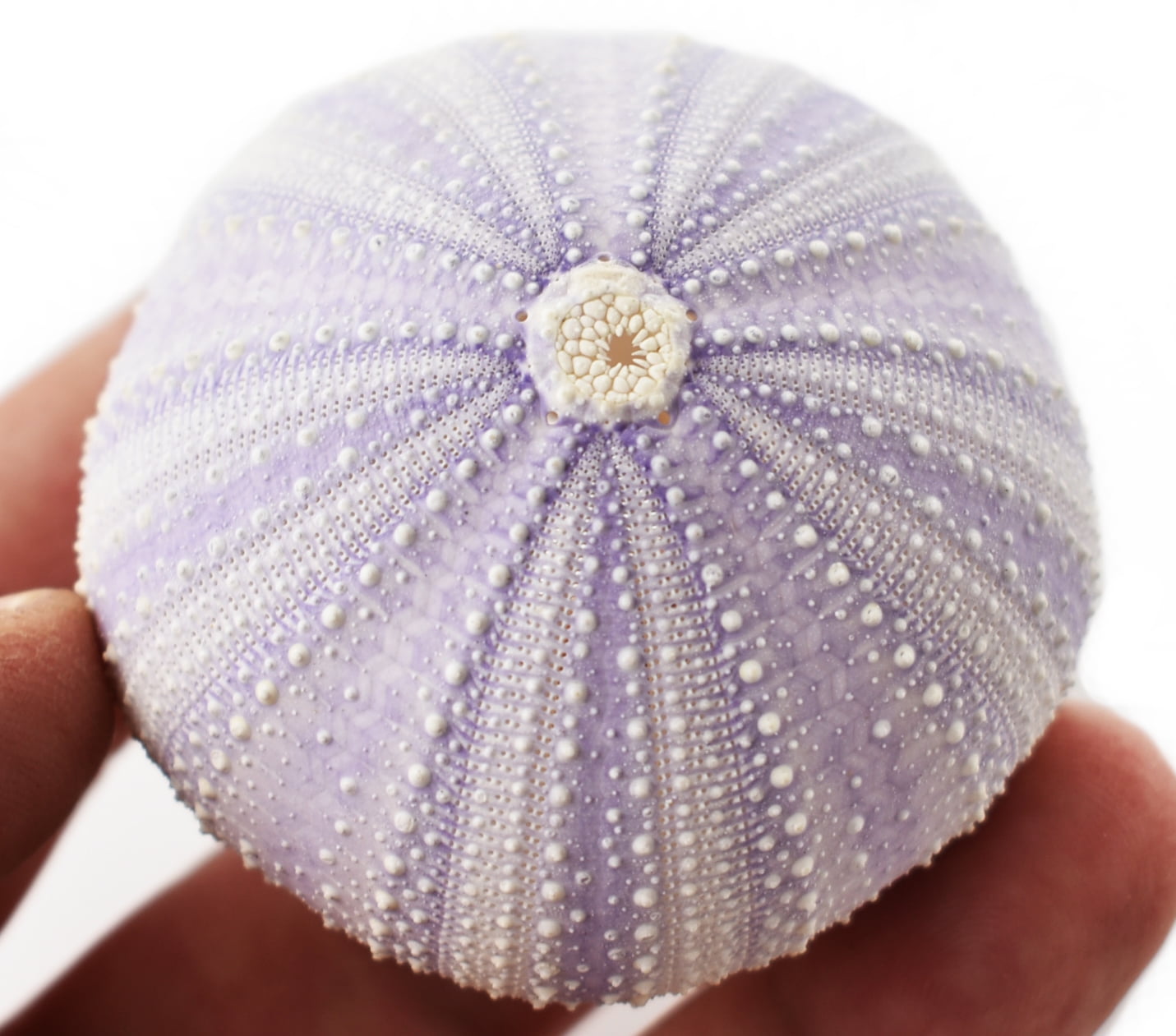 1 Beautiful Natural Purple Sea Urchin 2"- 2 1/2" Coastal Beach Crafts ...