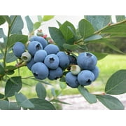Highbush Blueberry
