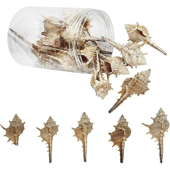 1 Box 130g Natural White Conch Shell Spiral Seashells Ocean Beach Craft ...