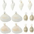 1 Box 24Pcs 6 Styles Conch Shell Charm Seashell Charms Bulk Natural ...