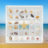 1 Box of 33-Grid Magnetic Shell Display Box-Conch Collector Case with ...