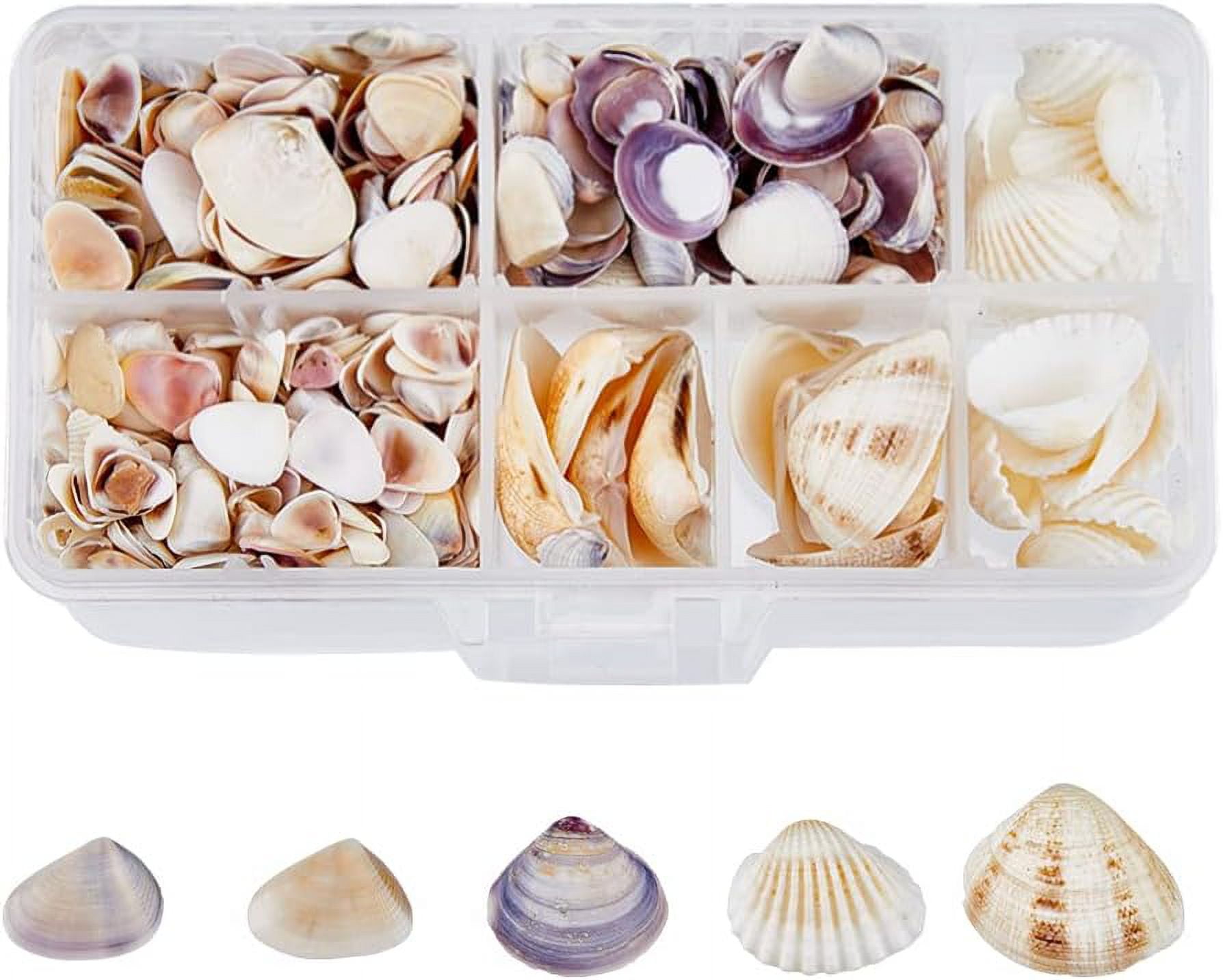 1 Box 5 Styles Natural Sea Shell Beads Ocean Beach Spiral Shells Charms No Hole Miniature Shells ...