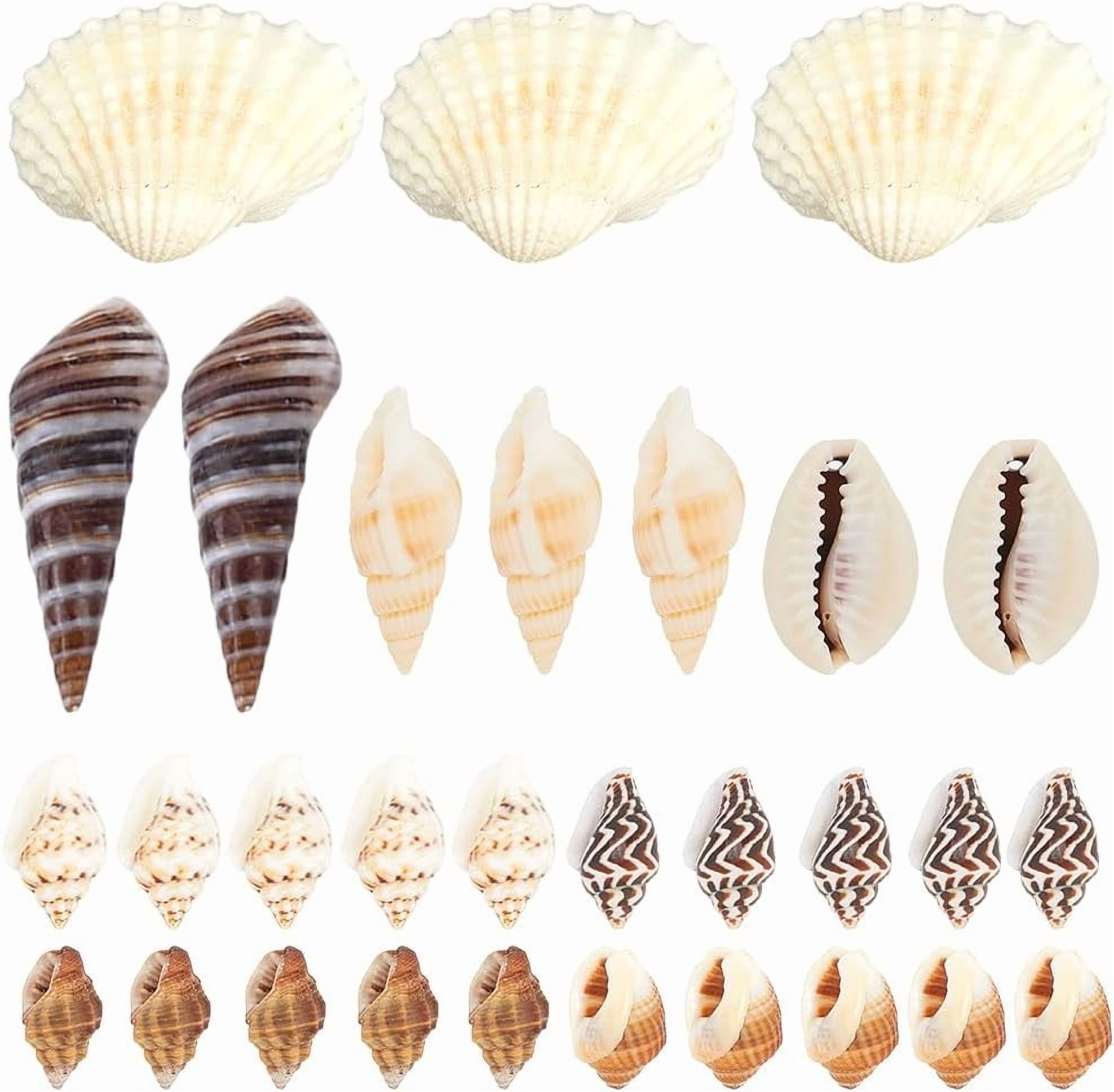 1 Box 8 Styles Mini Sea Shells Small Starfish Summer Hawaii Ocean Beach ...